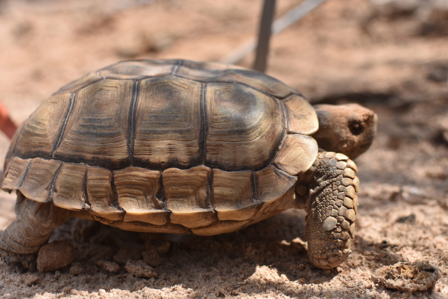 Tortuga argentina (Chelonoidis chilensis) Ficha | Cuidados | Fotos