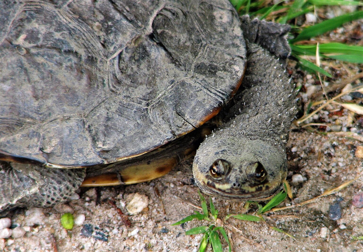 Tortugas de Agua | Cuidados, Tipos, Accesorios - Info Tortuga