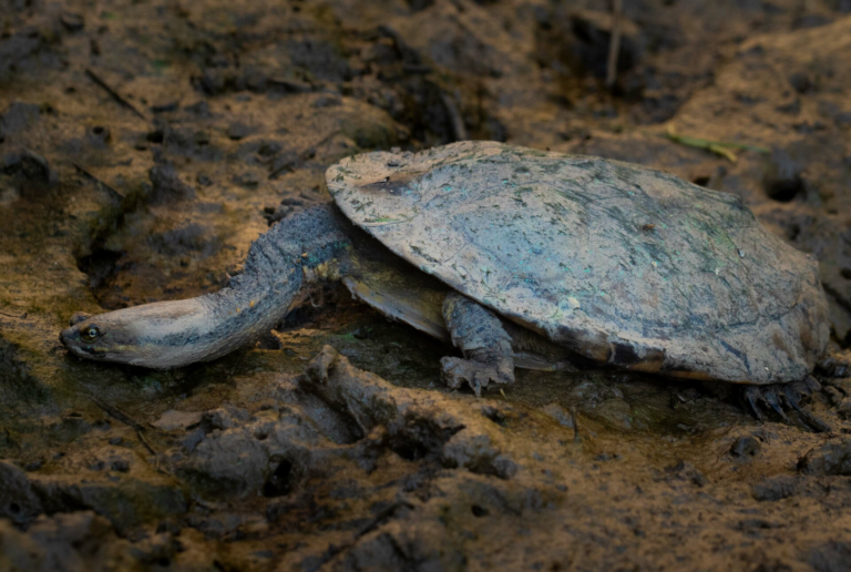 Tortuga cuello largo - Info Tortuga