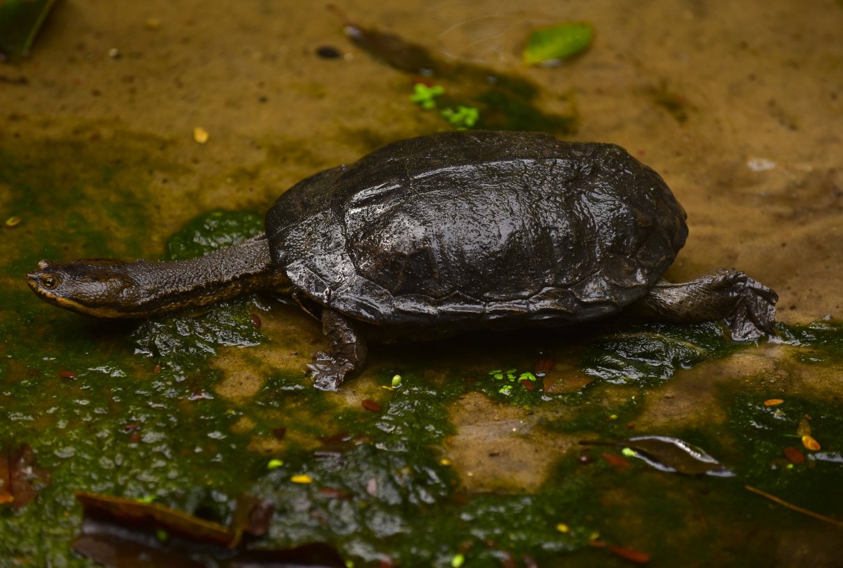 Tortuga cuello largo - Info Tortuga