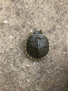 Tortugas pequeñas | Guia, Especies, Cuidados - Info Tortuga