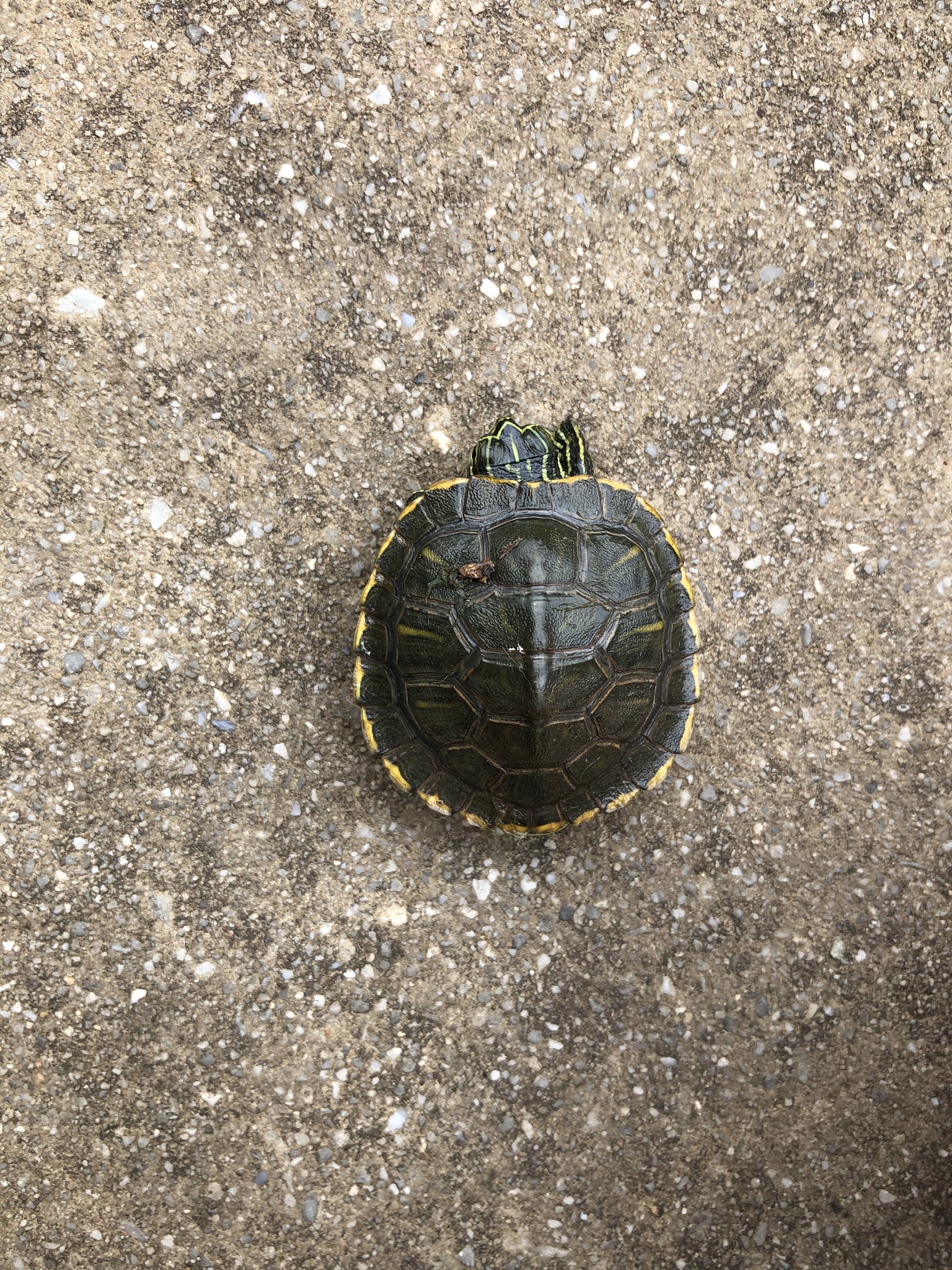 Tortugas pequeñas | Guia, Especies, Cuidados - Info Tortuga