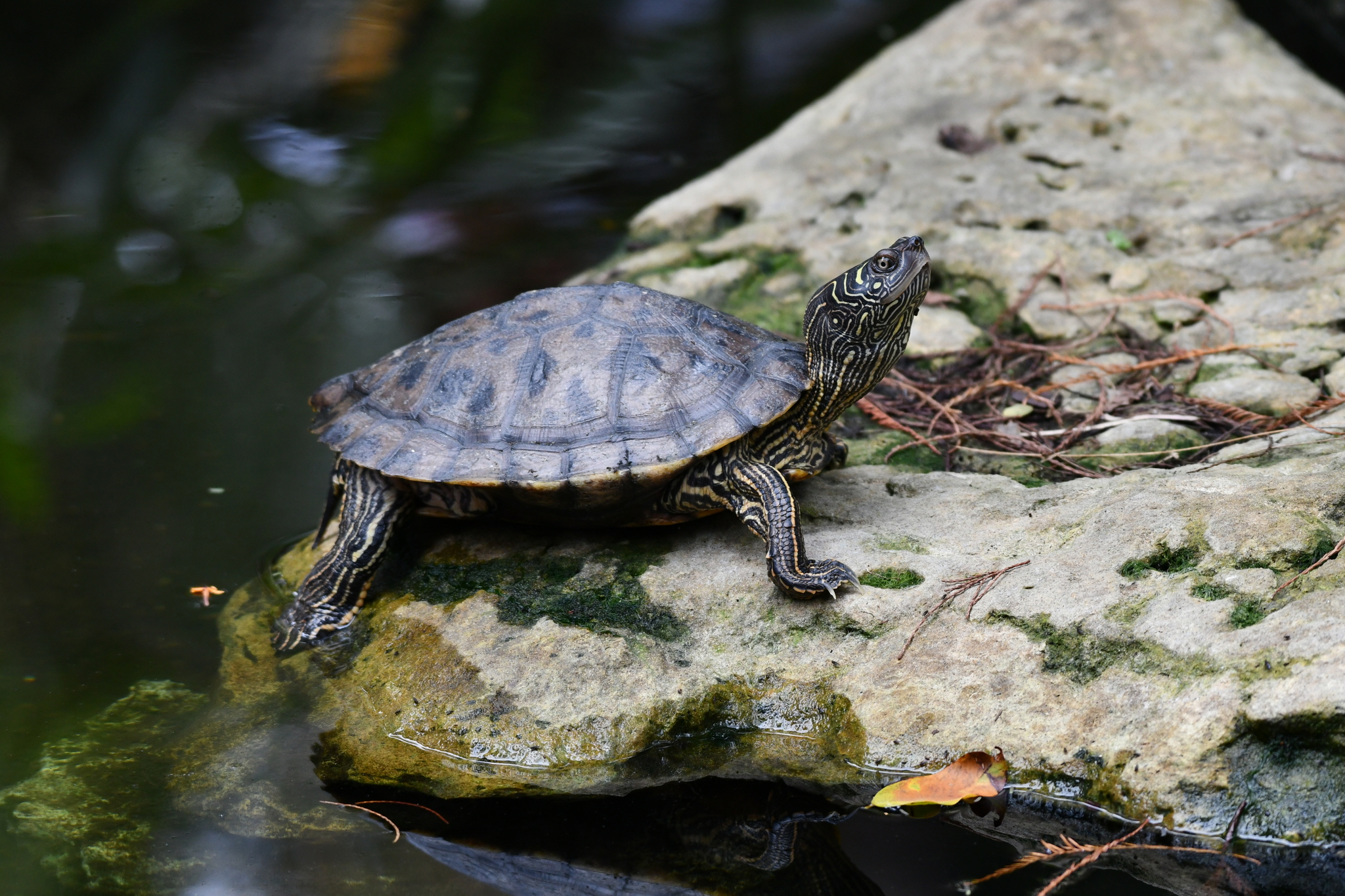 Tortugas pequeñas | Guia, Especies, Cuidados - Info Tortuga