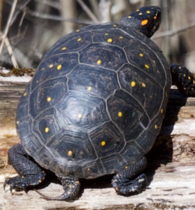 Tortuga Moteada (Clemmys guttata) | Ficha - Info Tortuga