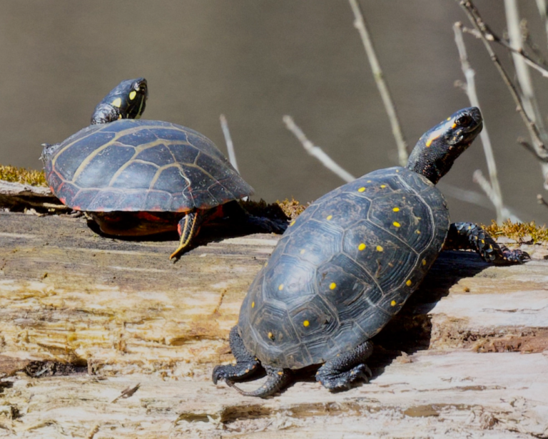 Tortuga Moteada (Clemmys guttata) | Ficha - Info Tortuga