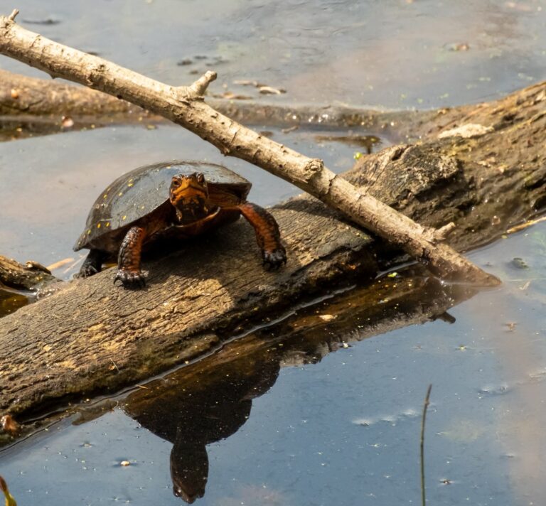 Tortuga Moteada (Clemmys guttata) | Ficha - Info Tortuga