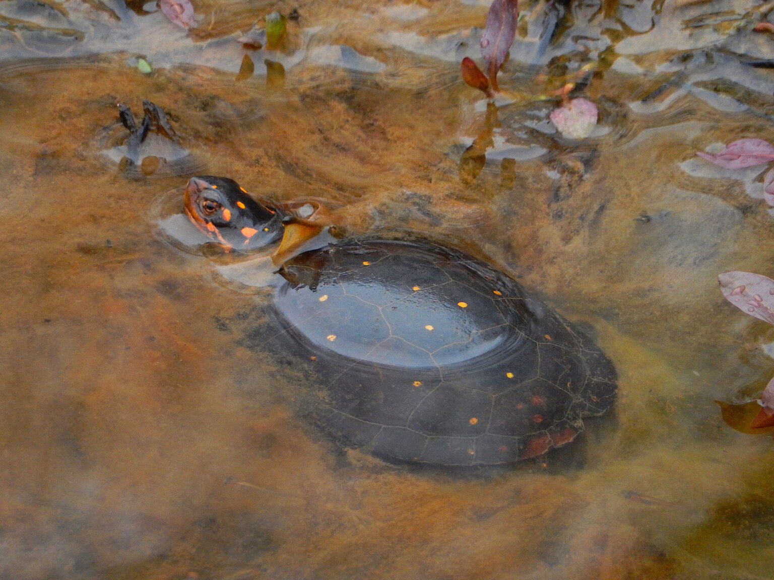 Tortuga Moteada (Clemmys guttata) | Ficha - Info Tortuga