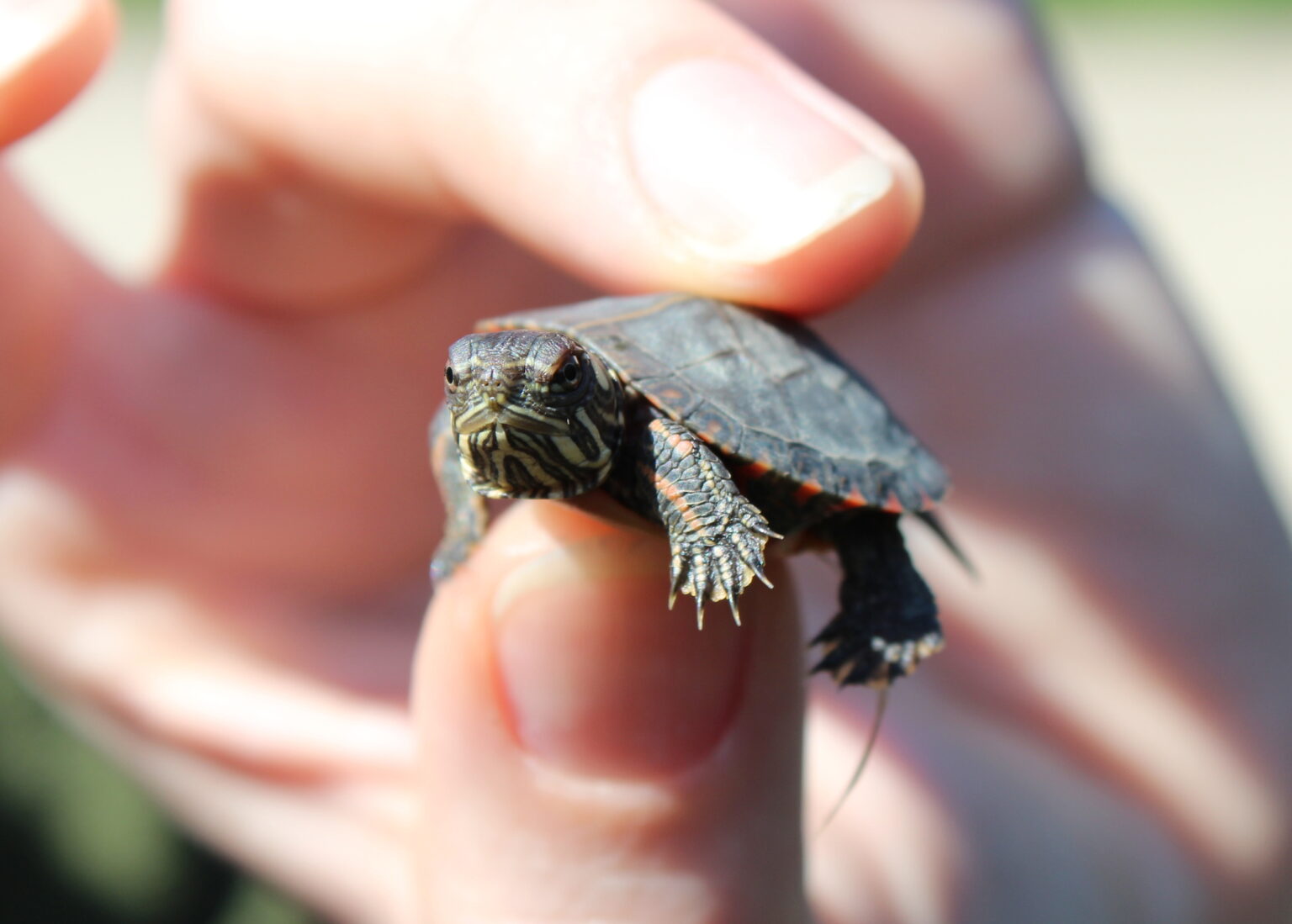 Tortugas pequeñas | Guia, Especies, Cuidados - Info Tortuga