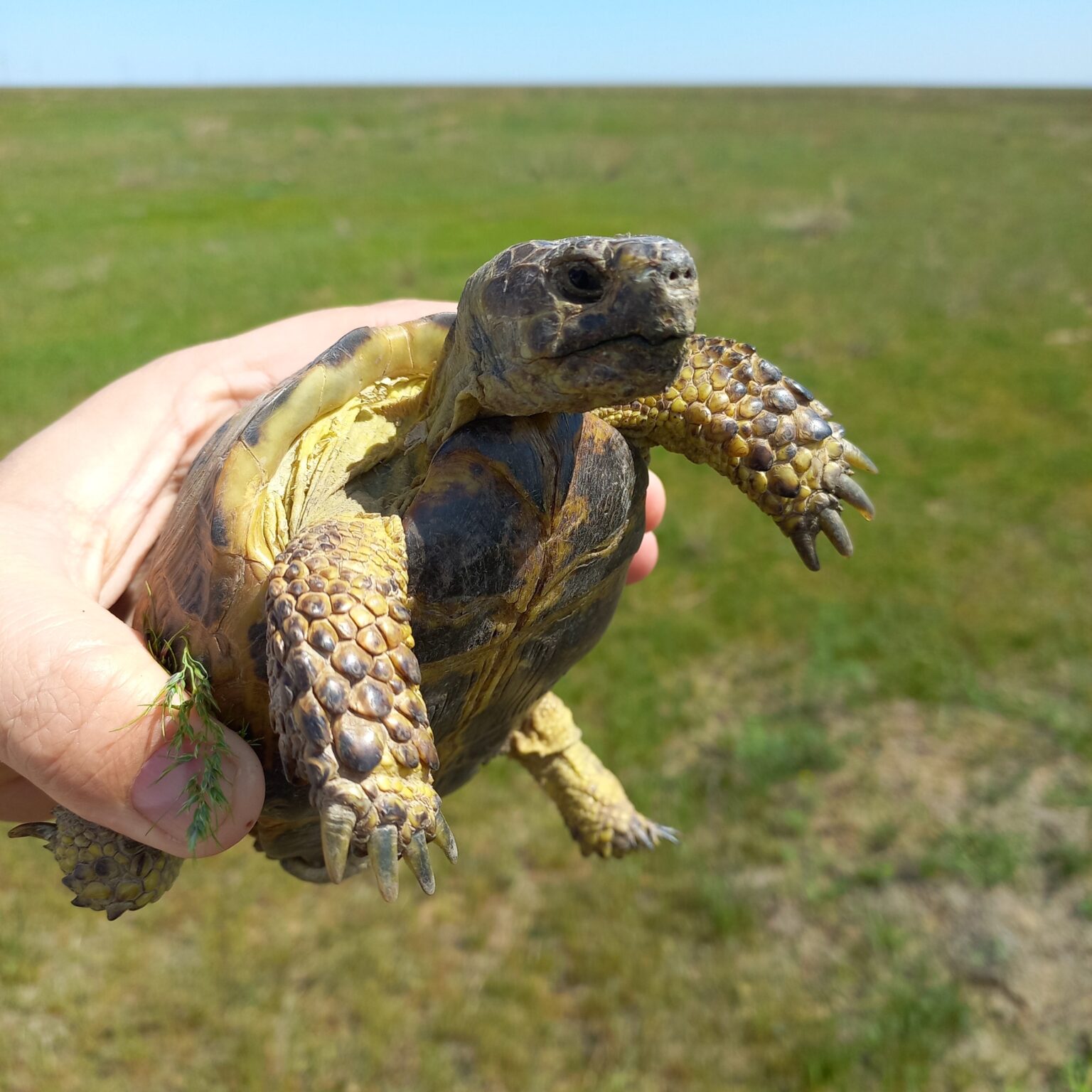 Tortugas pequeñas | Guia, Especies, Cuidados - Info Tortuga