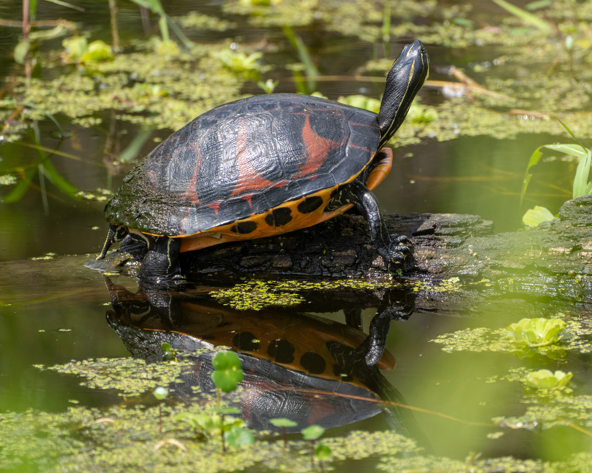 Tortuga de vientre rojo (Pseudemys nelsoni) - Ficha | Cuidados