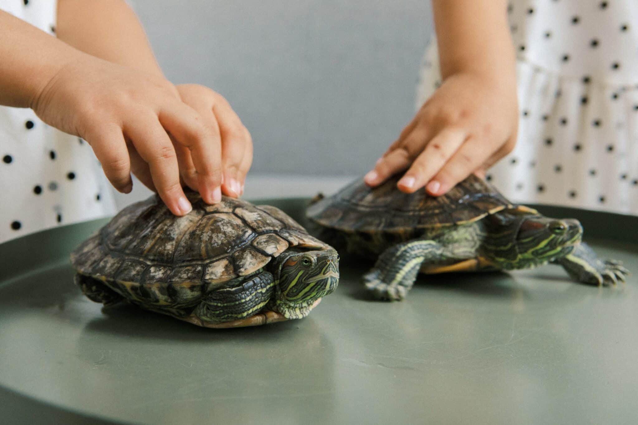 Tortugas pequeñas | Guia, Especies, Cuidados - Info Tortuga