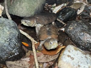Tortuga cabezona (Platysternon megacephalum) - Una rara tortuga