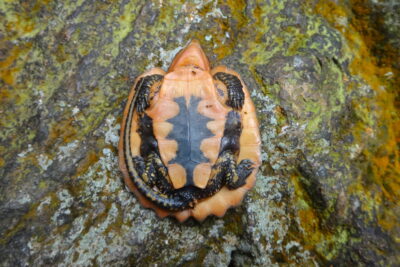 Tortuga cabezona (Platysternon megacephalum) | Ficha y Fotos