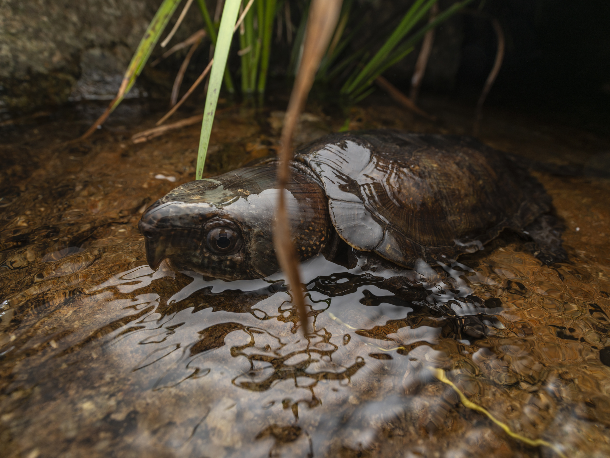 Tortuga cabezona (Platysternon megacephalum) | Ficha y Fotos