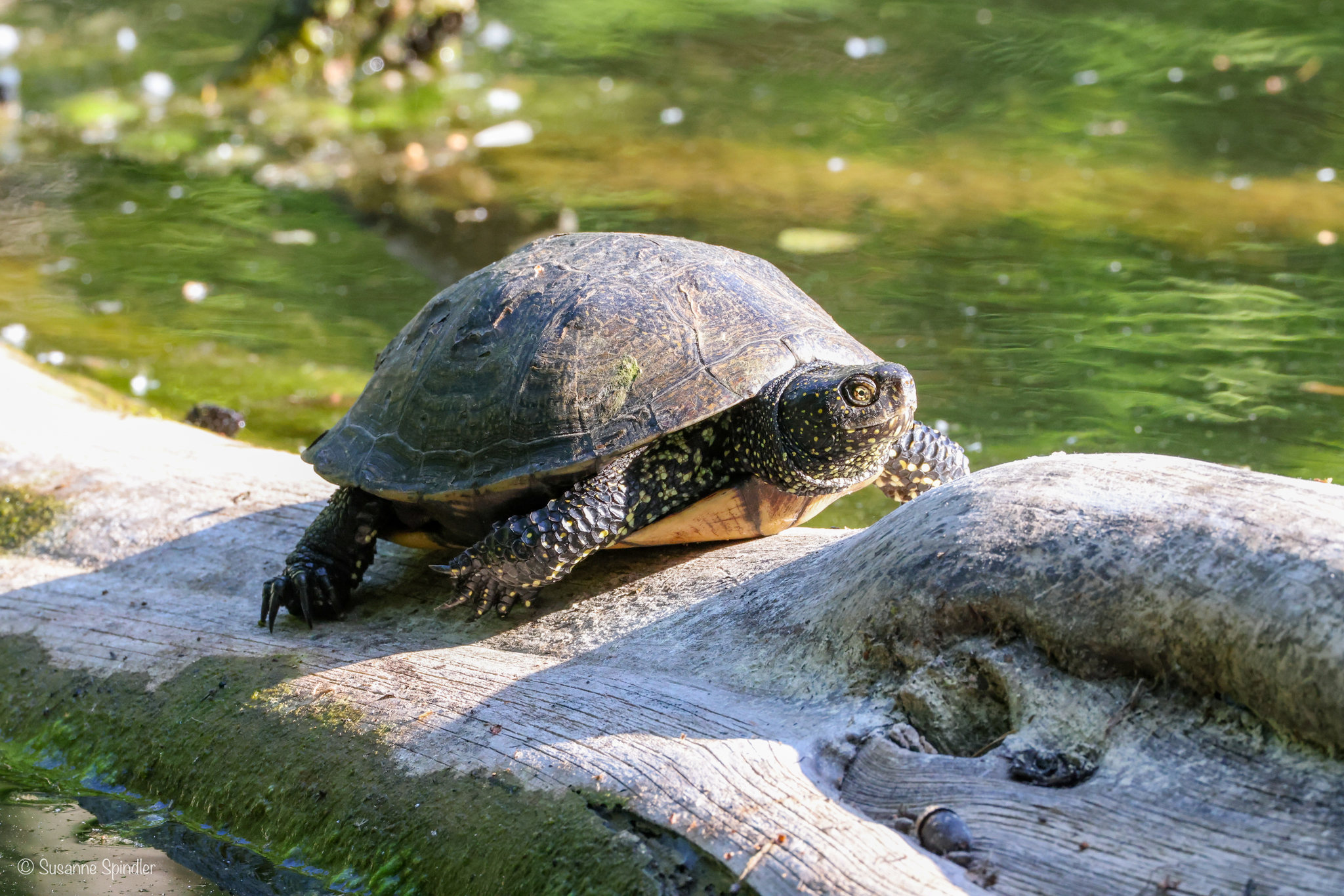 Galápago europeo (Emys orbicularis) | Ficha - Info Tortuga
