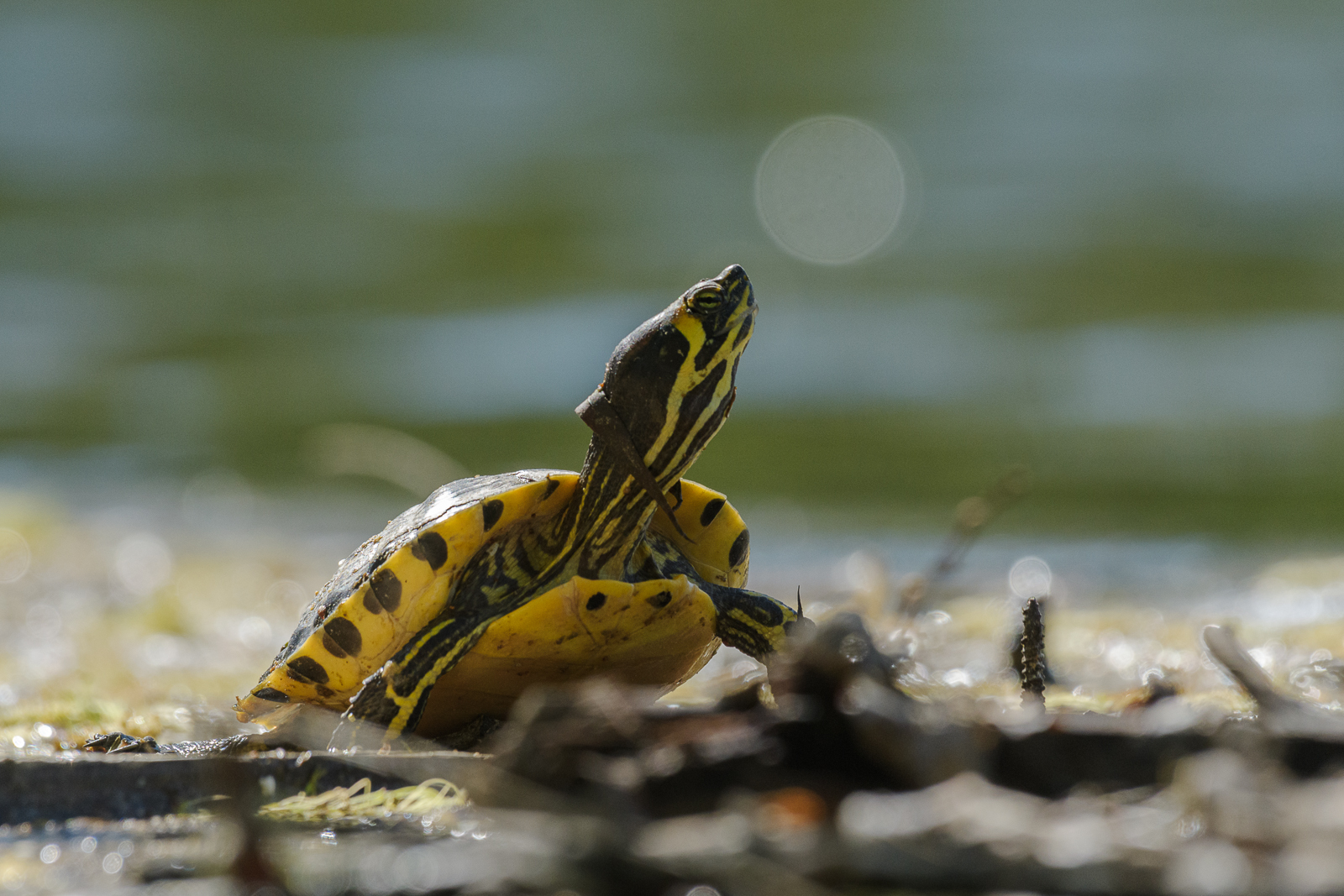 Tortuga Orejas Amarillas (Trachemys scripta scripta) | FICHA