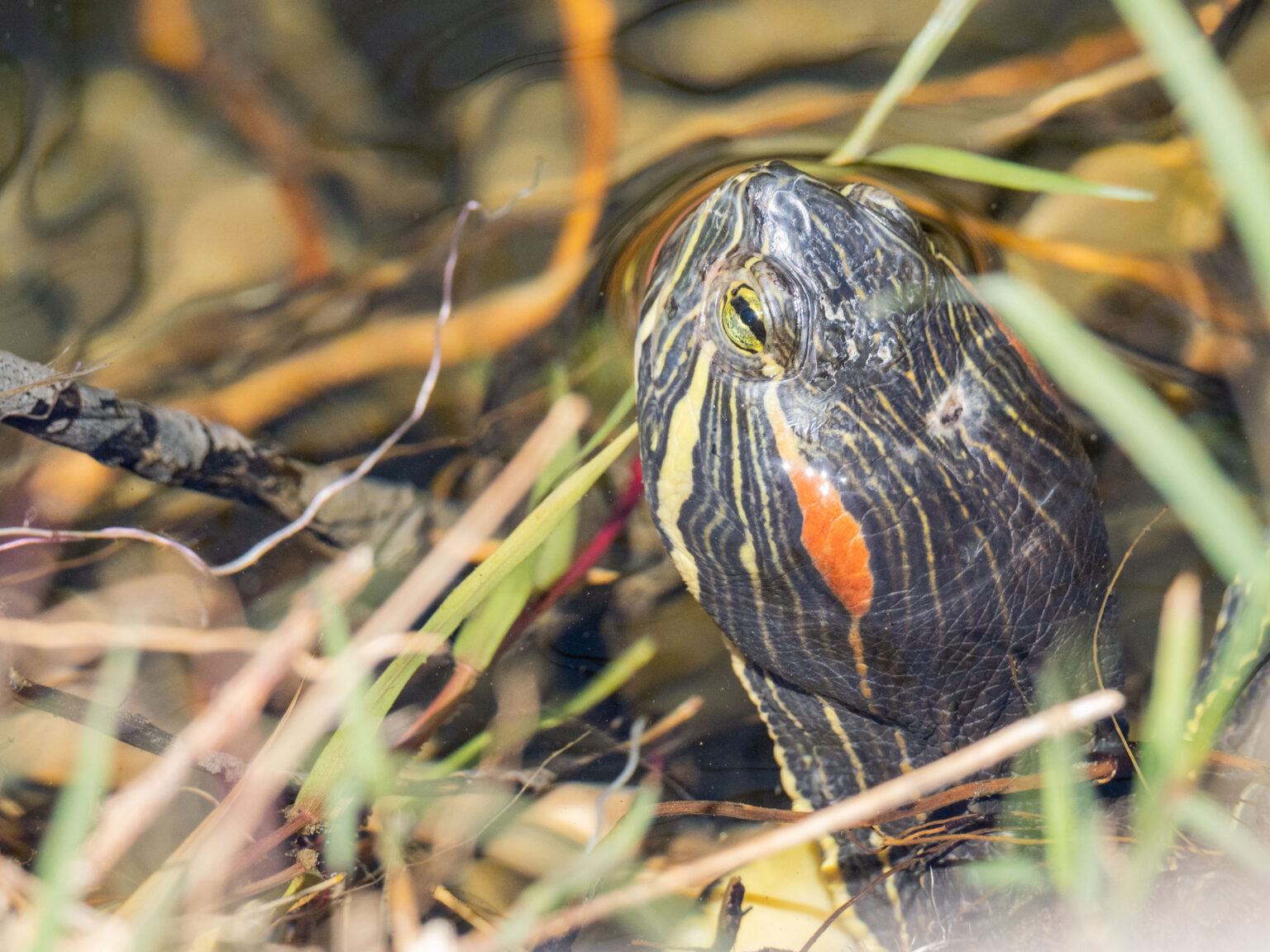 Tortuga de orejas rojas (Trachemys scripta elegans) - Info Tortuga