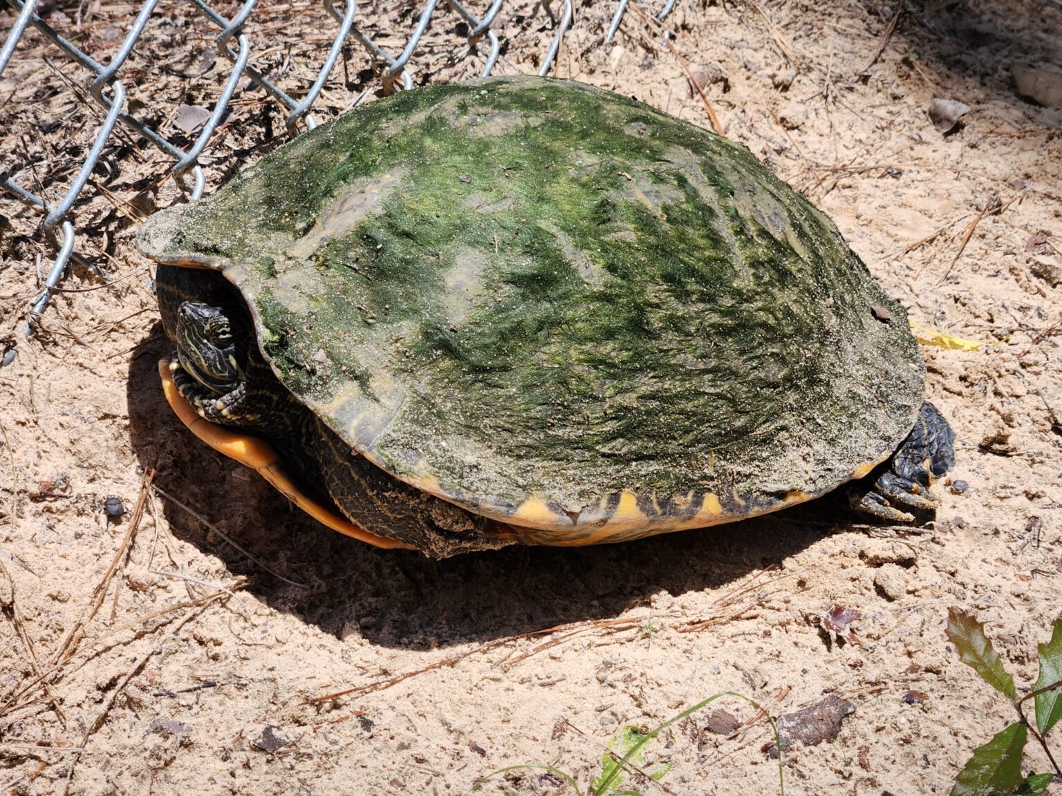 Tortuga jeroglífico (Pseudemys concinna) | Ficha - Cuidados