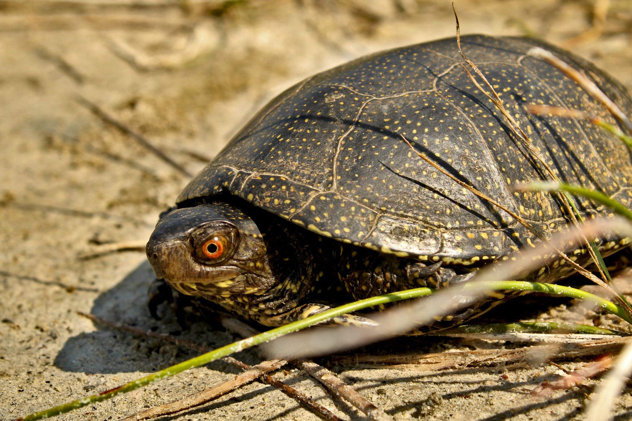 Galápago europeo (Emys orbicularis) | Ficha - Info Tortuga
