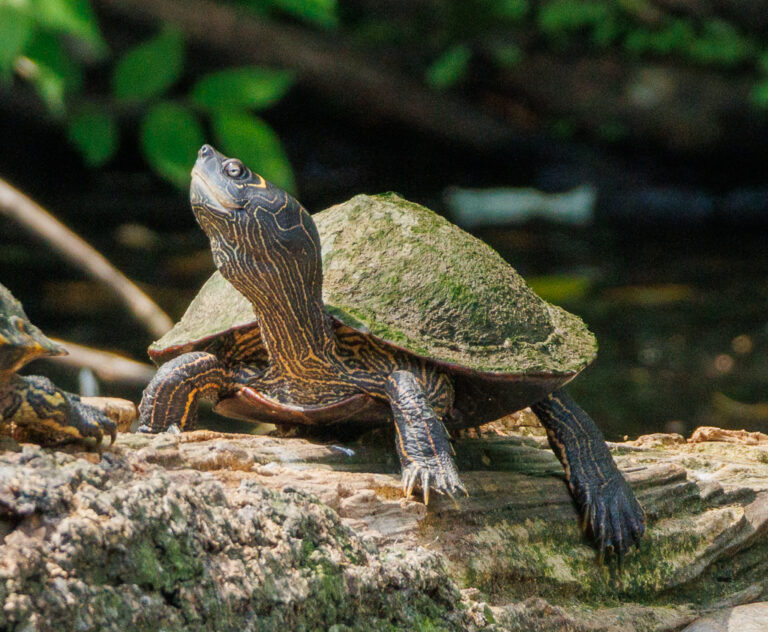 Tortuga falsa mapa (Graptemys pseudogeographica) | Ficha