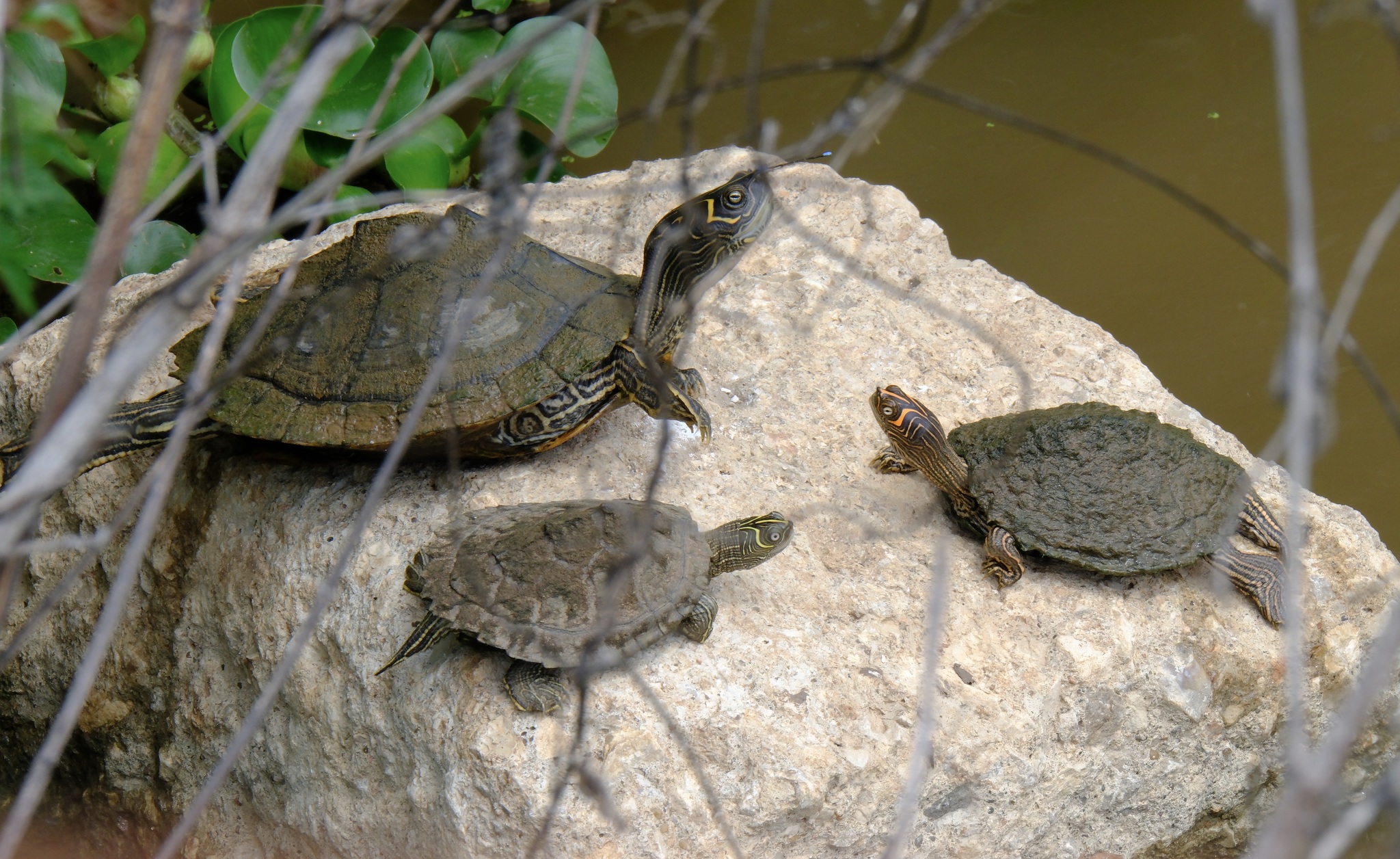Tortuga falsa mapa (Graptemys pseudogeographica) | Ficha