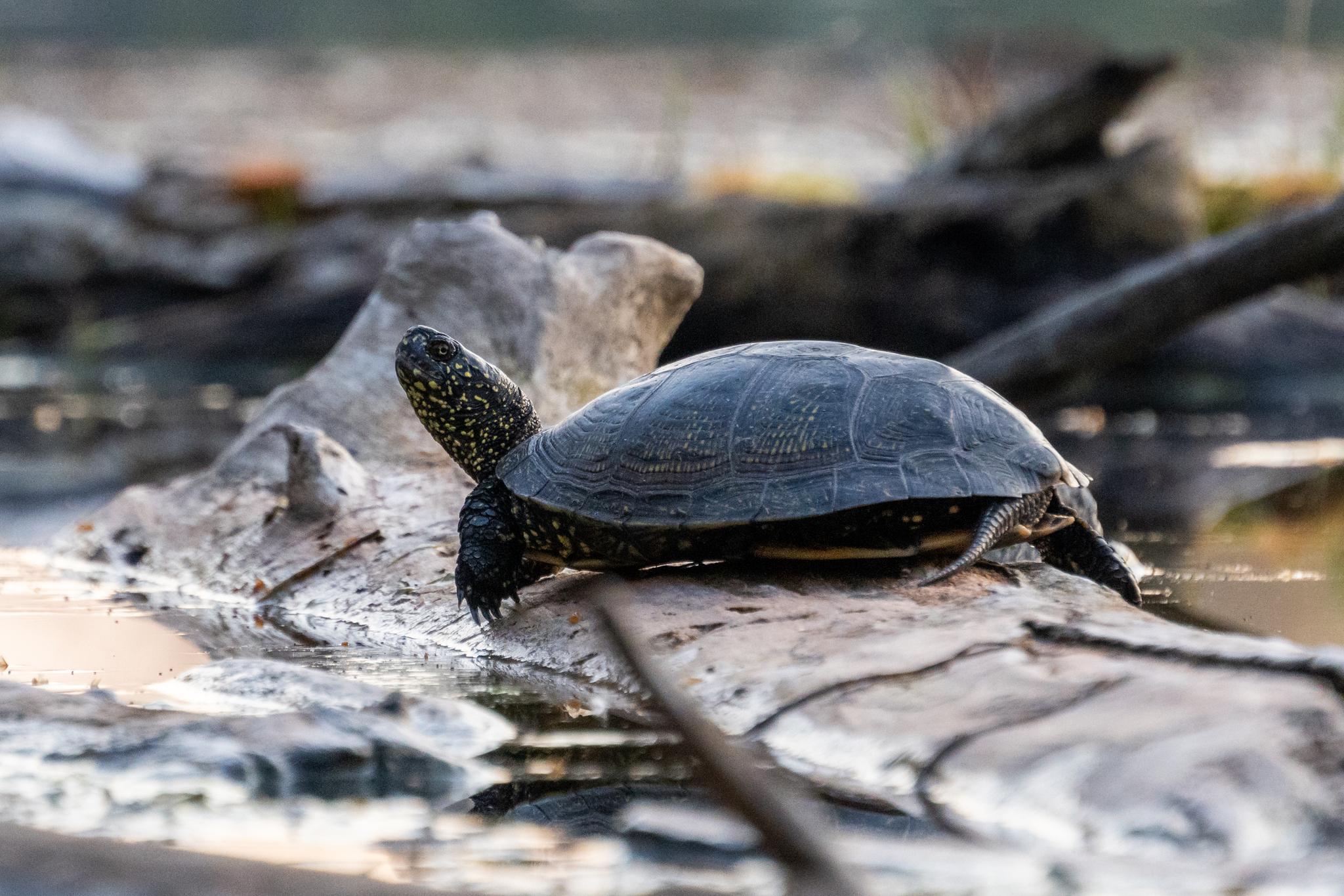 Galápago europeo (Emys orbicularis) | Ficha - Info Tortuga