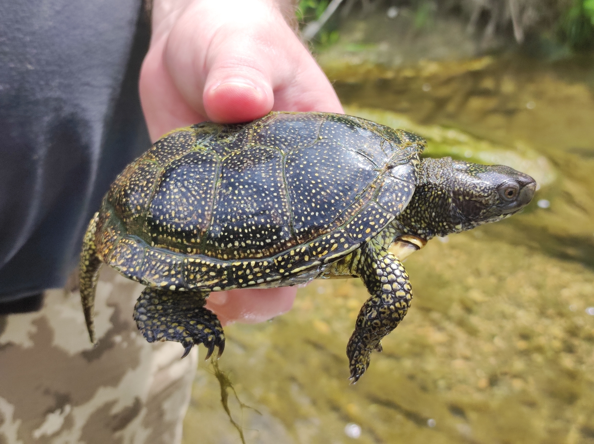 Galápago europeo (Emys orbicularis) | Ficha - Info Tortuga