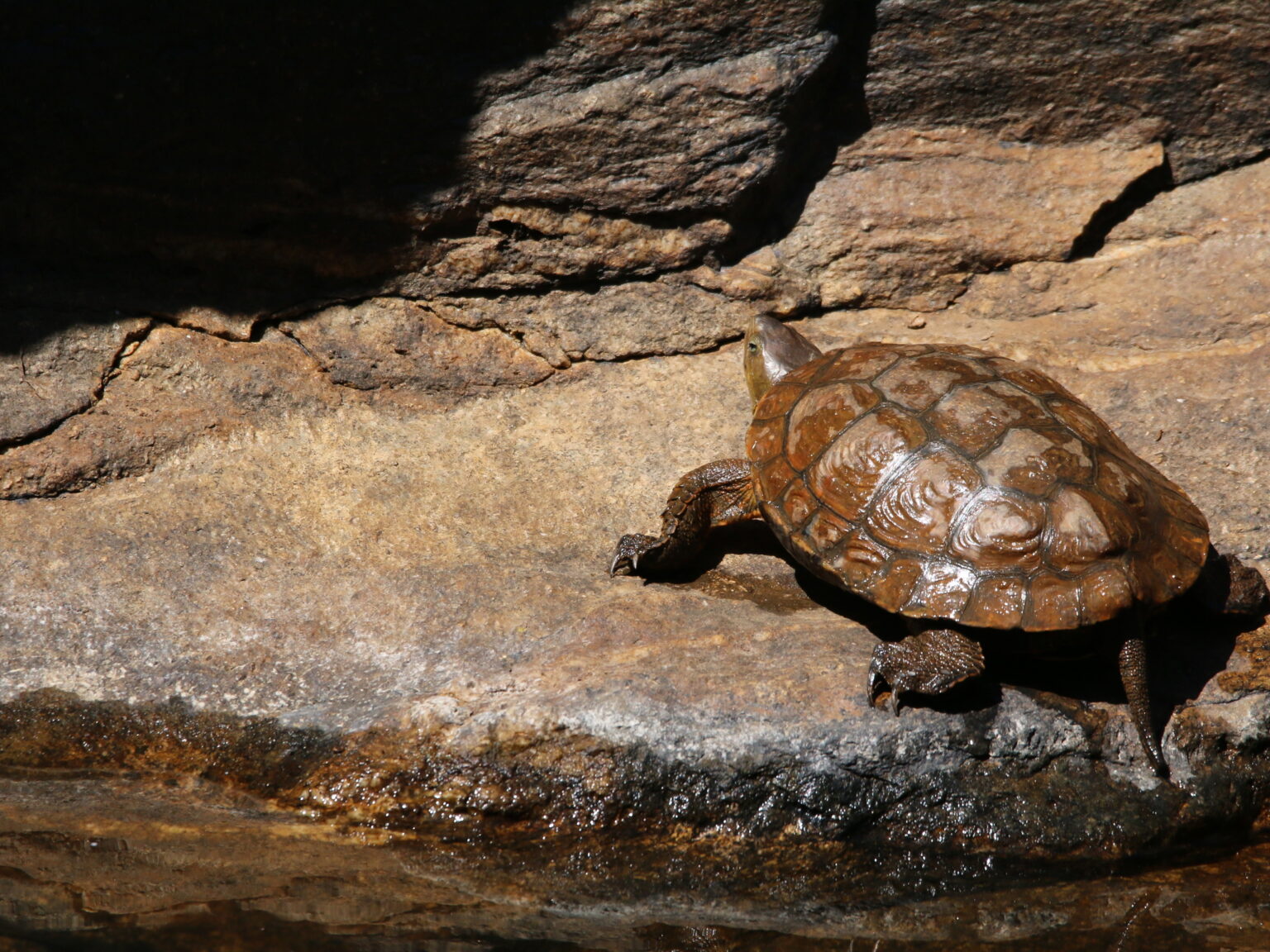 Galápago leproso - Info Tortuga