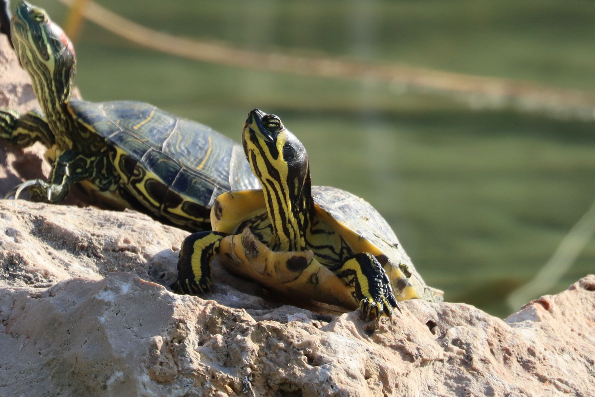 Tortuga Orejas Amarillas (Trachemys scripta scripta) | FICHA