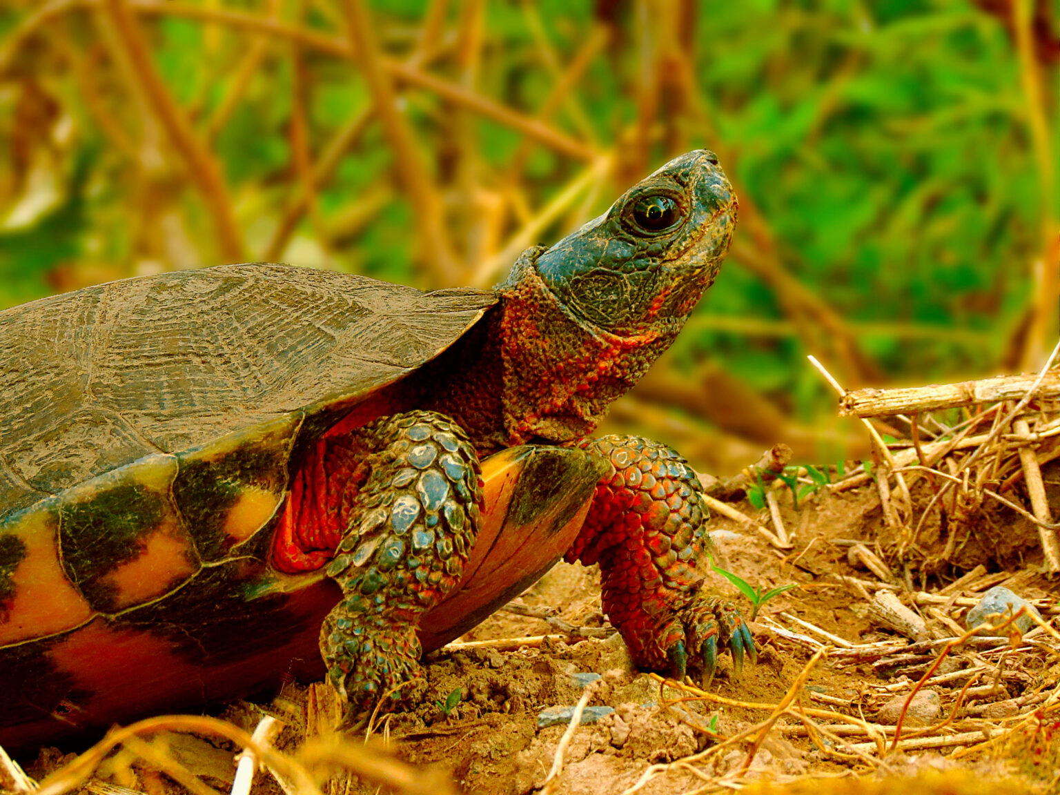Tortugas - La Enciclopedia Definitiva Sobre los Reptiles Acorazados ...