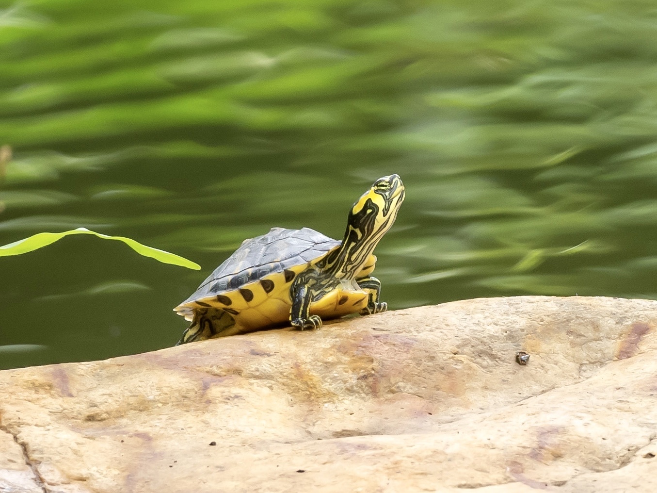 Tortuga Orejas Amarillas (Trachemys scripta scripta) | FICHA