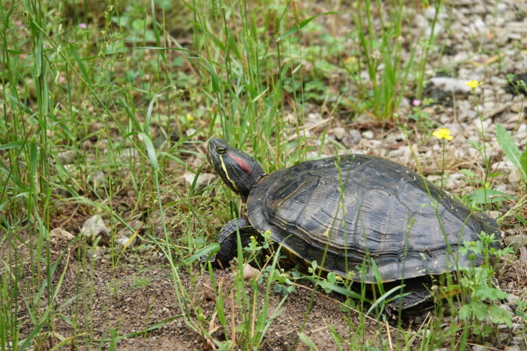 Tortuga de orejas rojas (Trachemys scripta elegans) - Info Tortuga