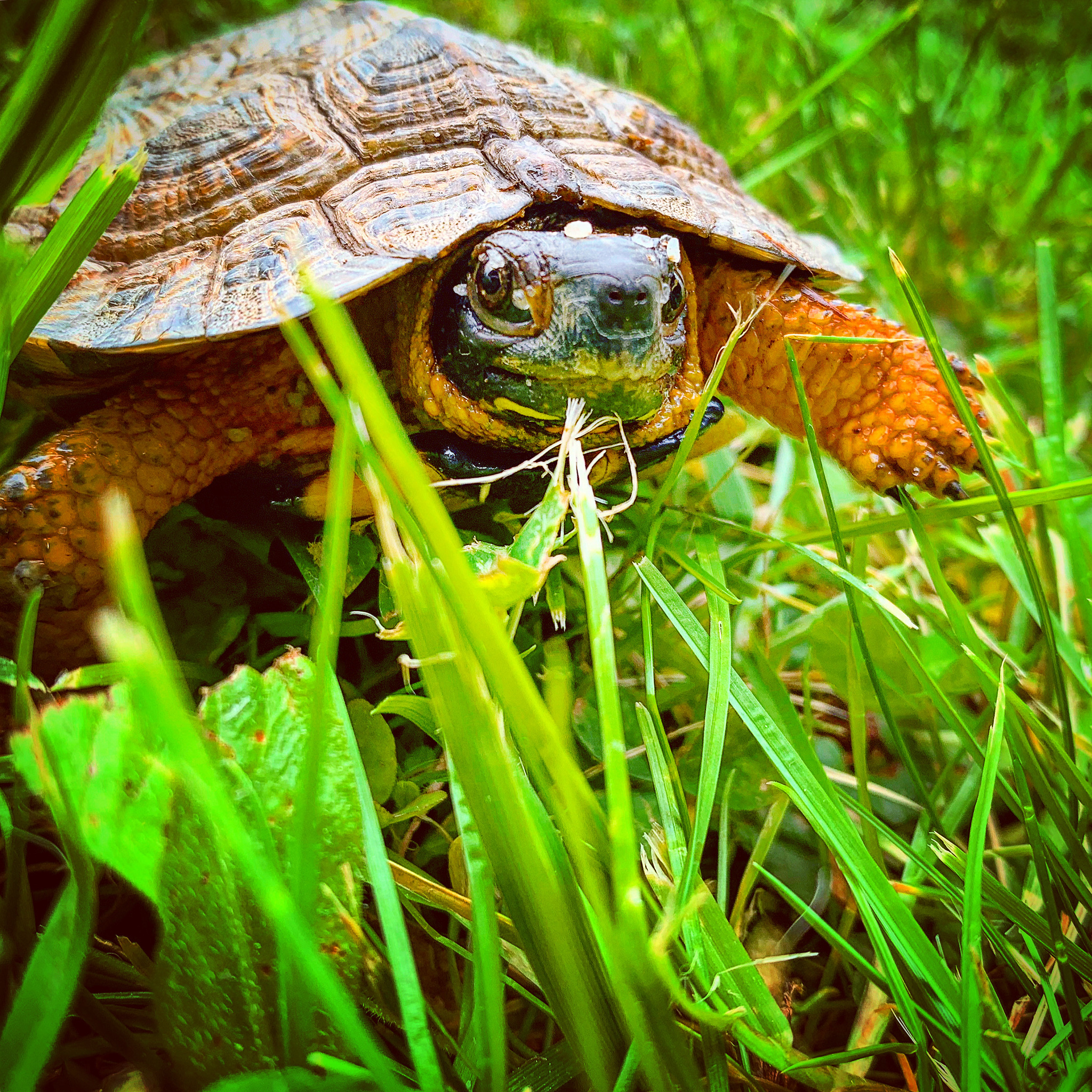 Tortuga del bosque (Glyptemys insculpta) Ficha, amenazas
