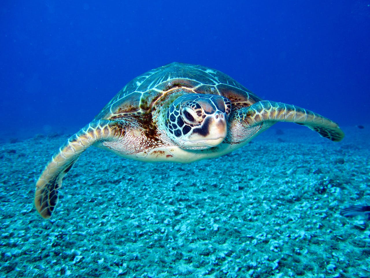 Nacen 52 Tortugas en Murcia - Info Tortuga
